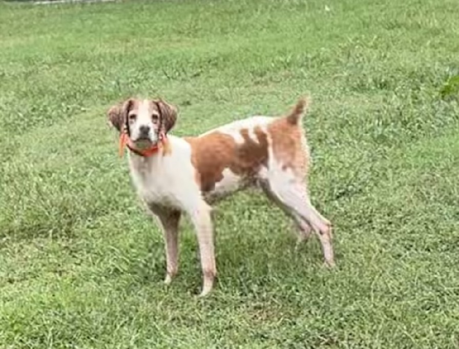 OTTER CREEK BRITTANYS - Retired Trained Females